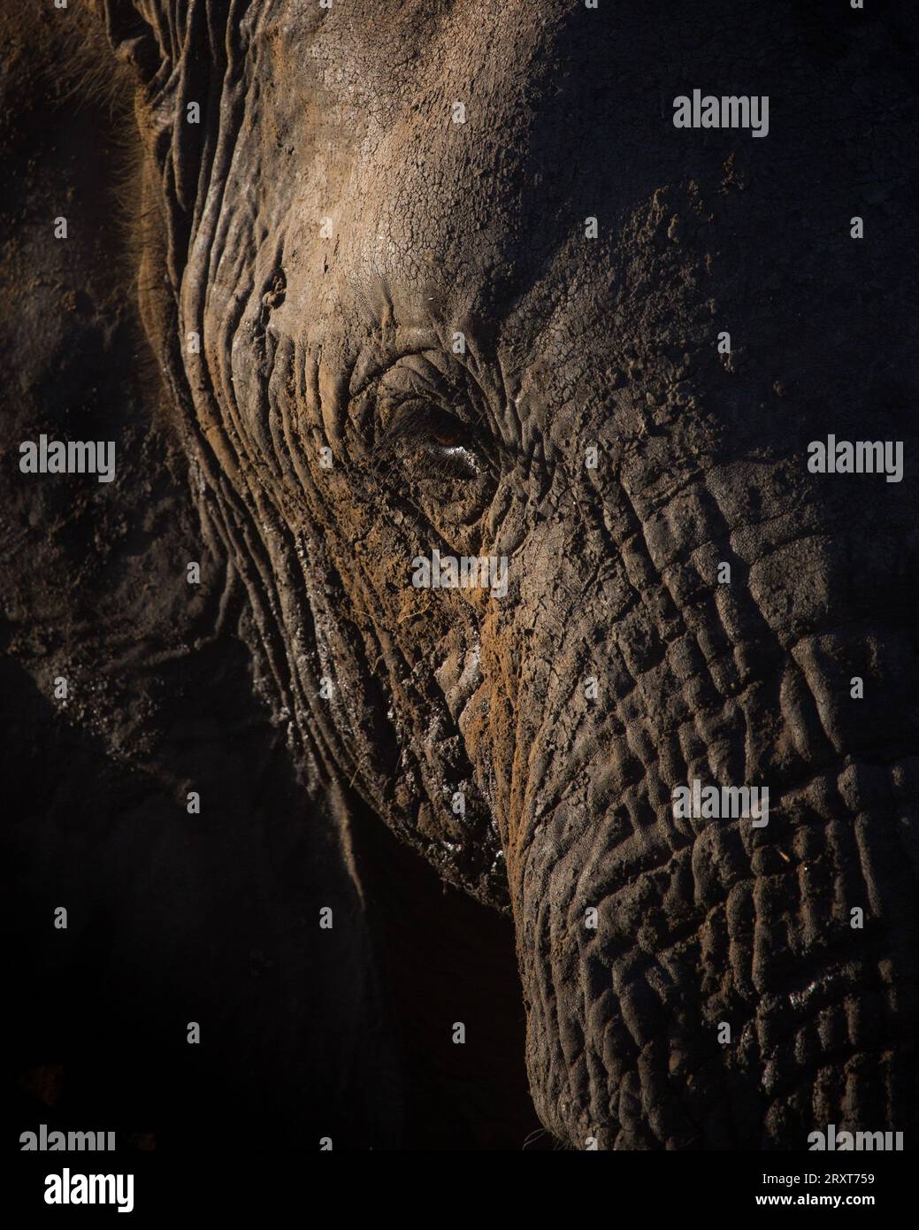 Artful elephant hi-res stock photography and images - Alamy