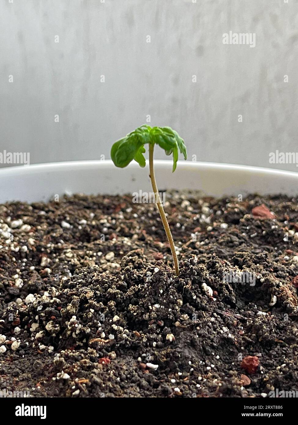 Cannabis plant growing in flowerpot hi-res stock photography and images ...