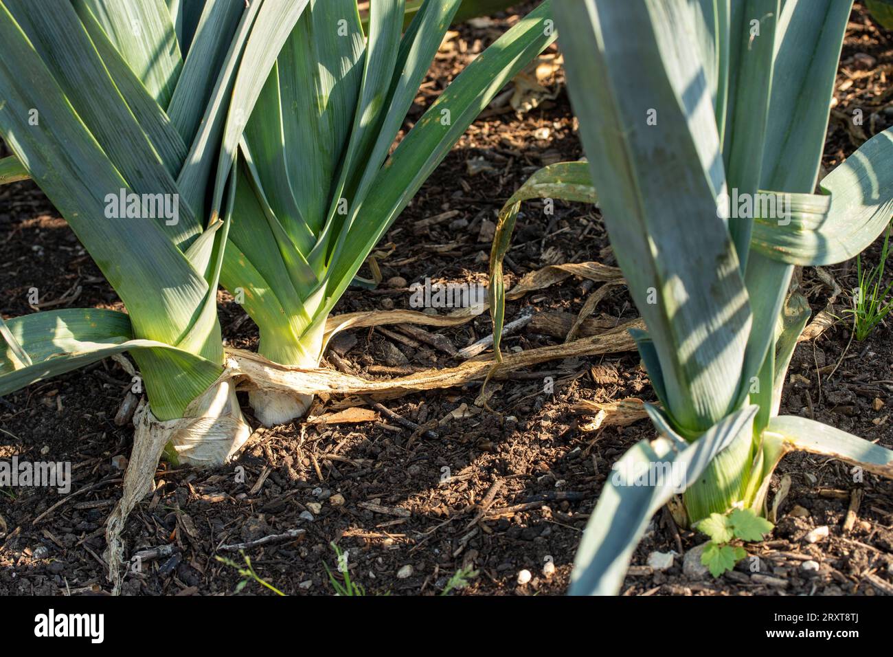 Allium porrum bandit hi-res stock photography and images - Alamy