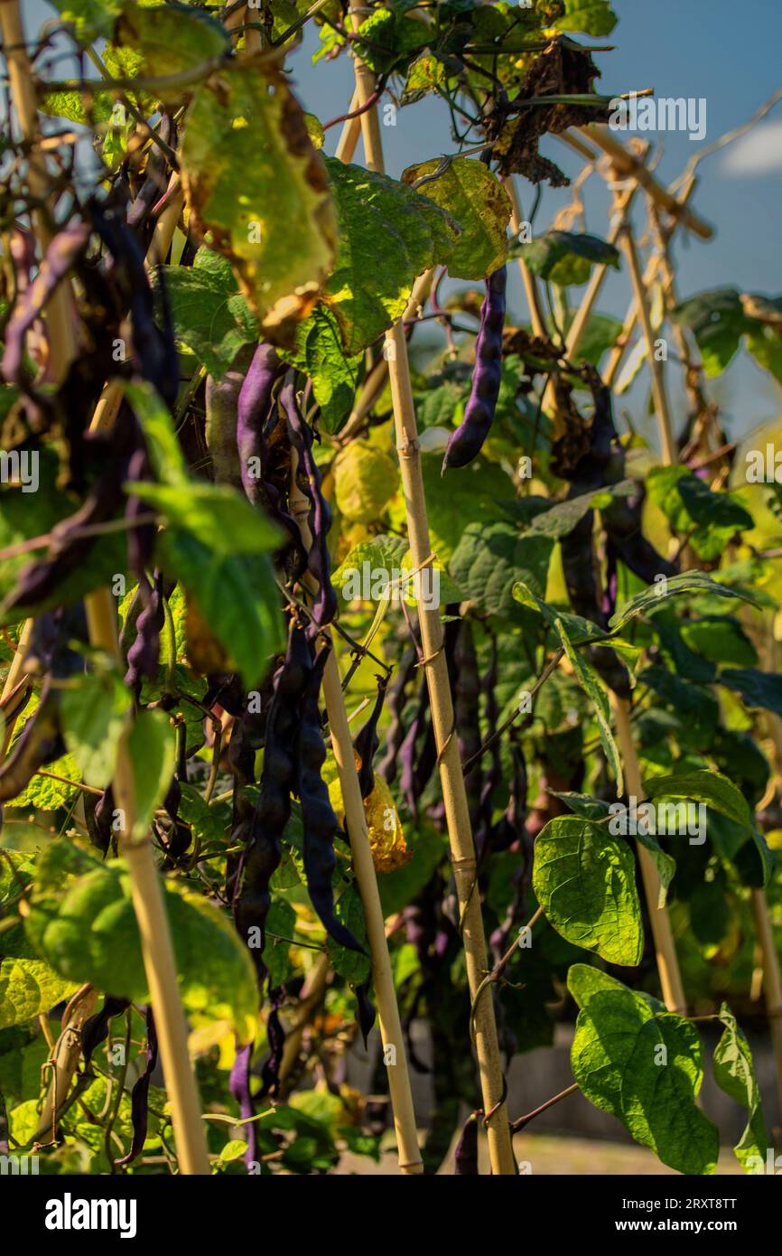 Climbing bean purple prince hi-res stock photography and images - Alamy