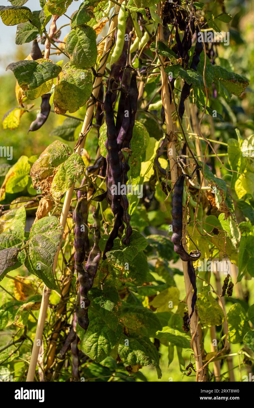 Natural close up food, vegetable, portrait of the large podded Climbing ...