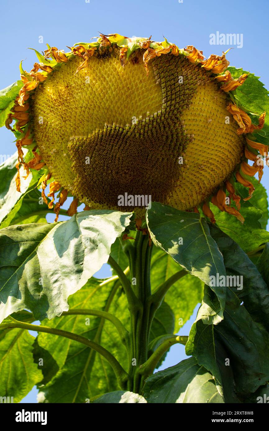 Massive Sunflower ‘Titan’, against a pale blue sky and late summer sun ...