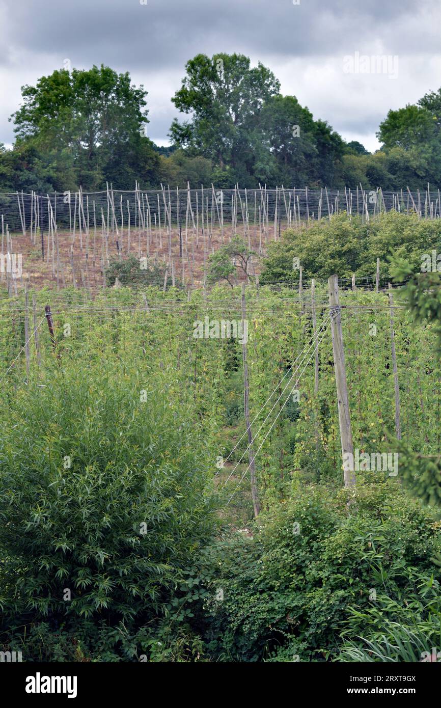 hop fields kent england Stock Photo - Alamy