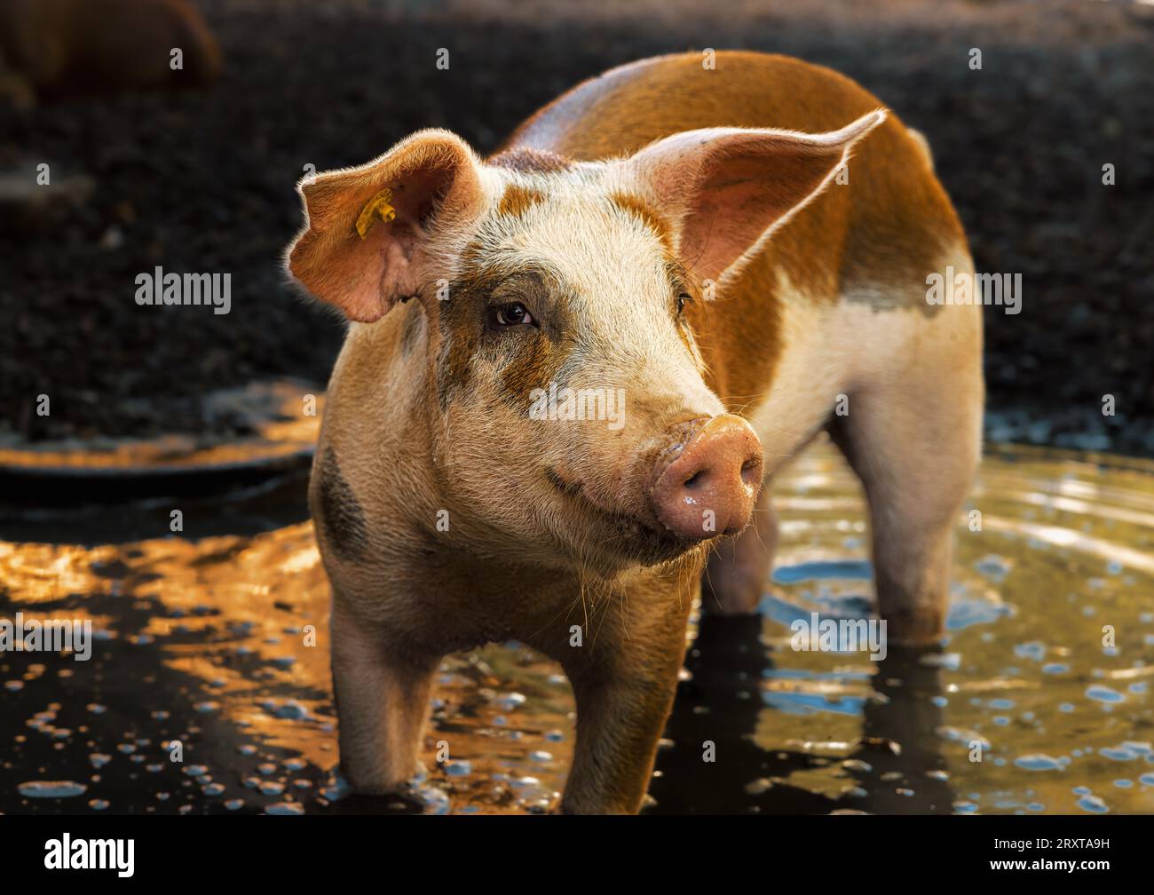 happy swiss pig in mud in Ballenberg Stock Photo - Alamy