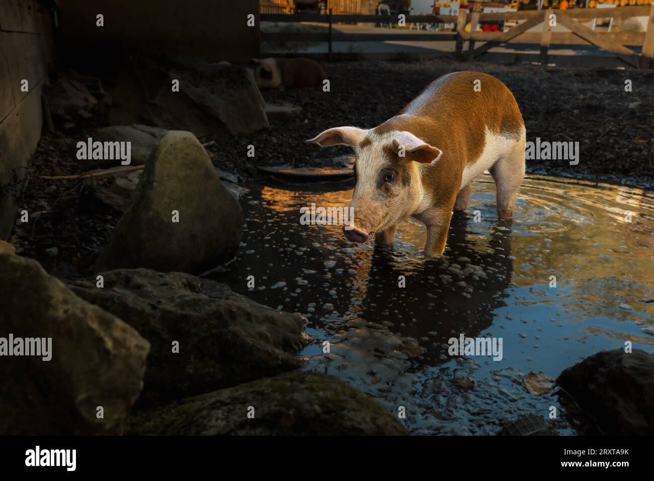 happy swiss pig in mud in Ballenberg Stock Photo - Alamy