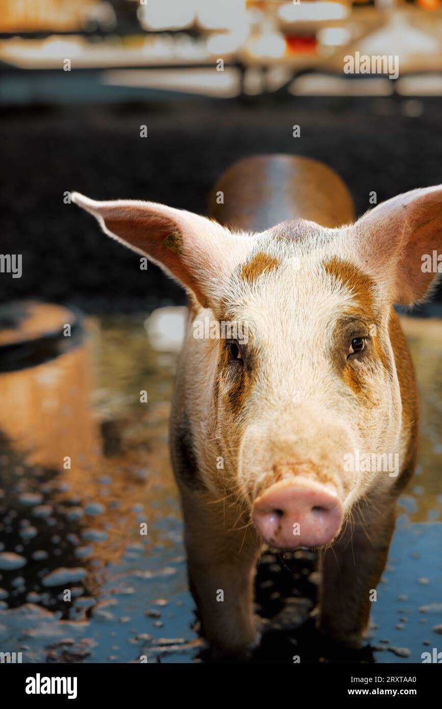 happy swiss pig in mud in Ballenberg Stock Photo - Alamy