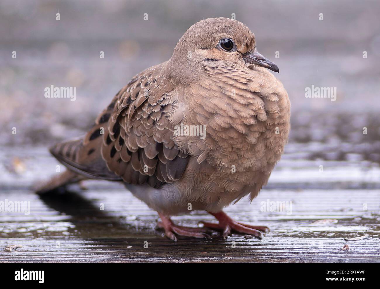 Wet mourning dove hi-res stock photography and images - Alamy