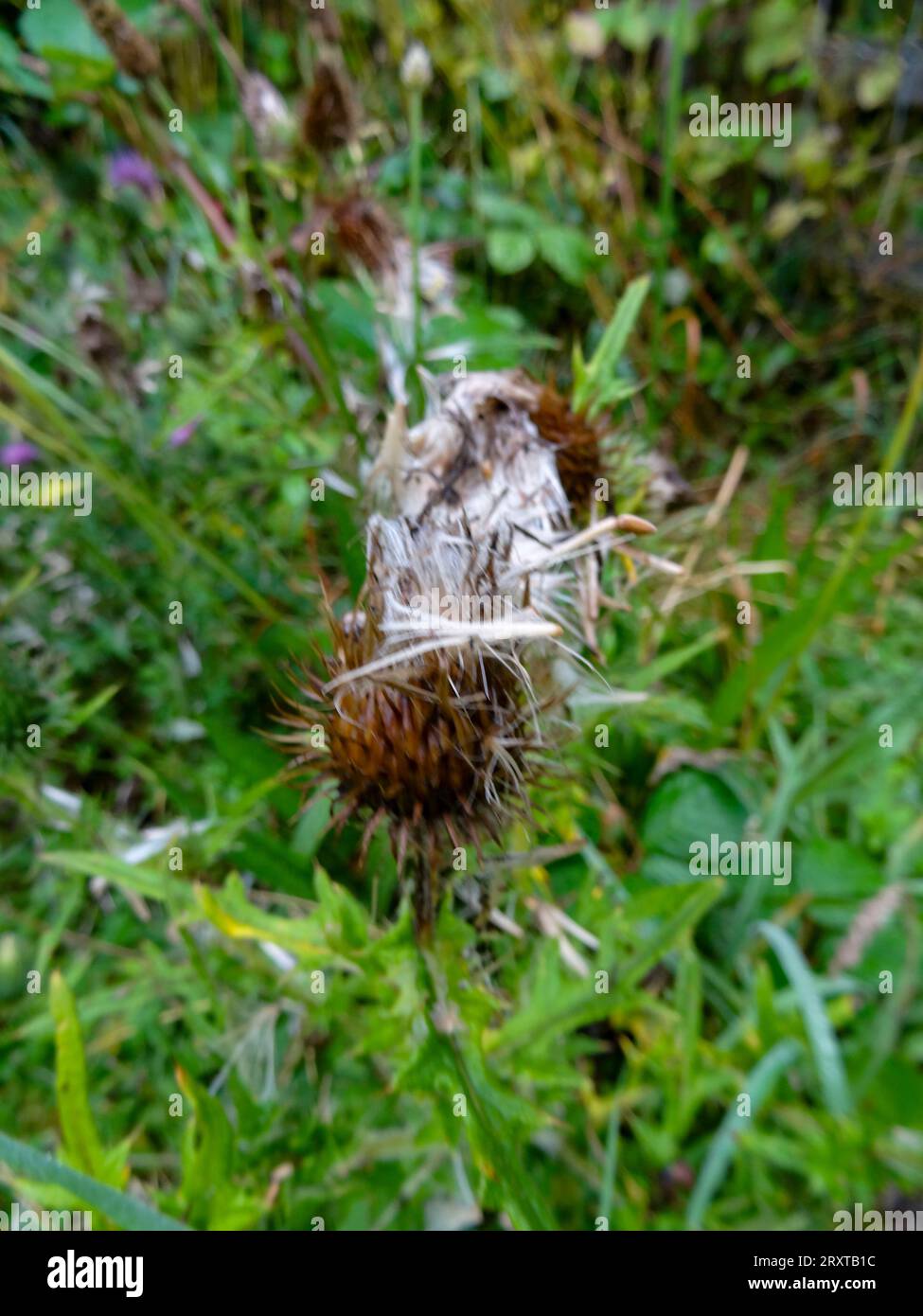Natural semi close up environmental plant portrait showing intimate ...