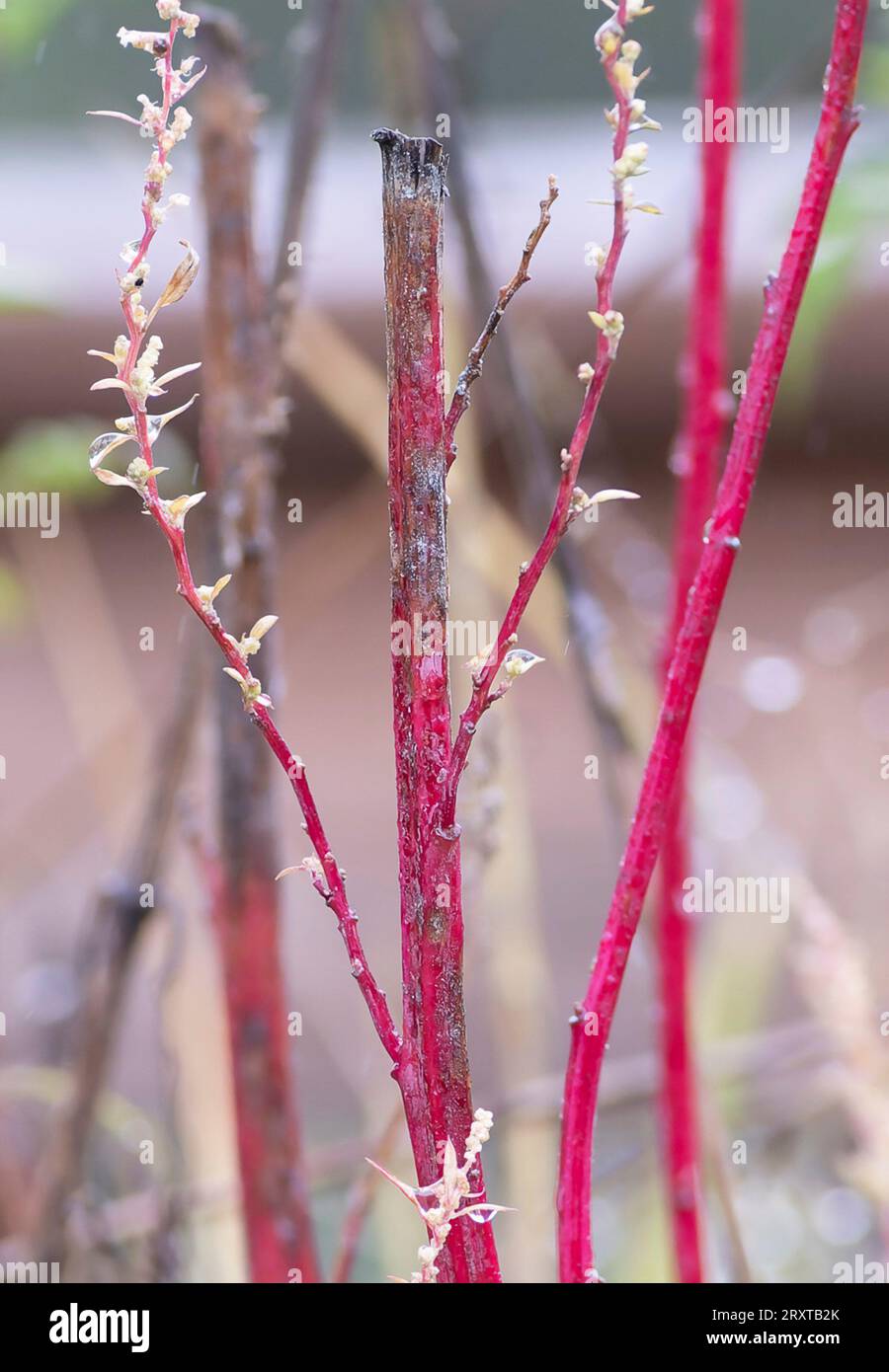 Dead flower stalks hi-res stock photography and images - Alamy