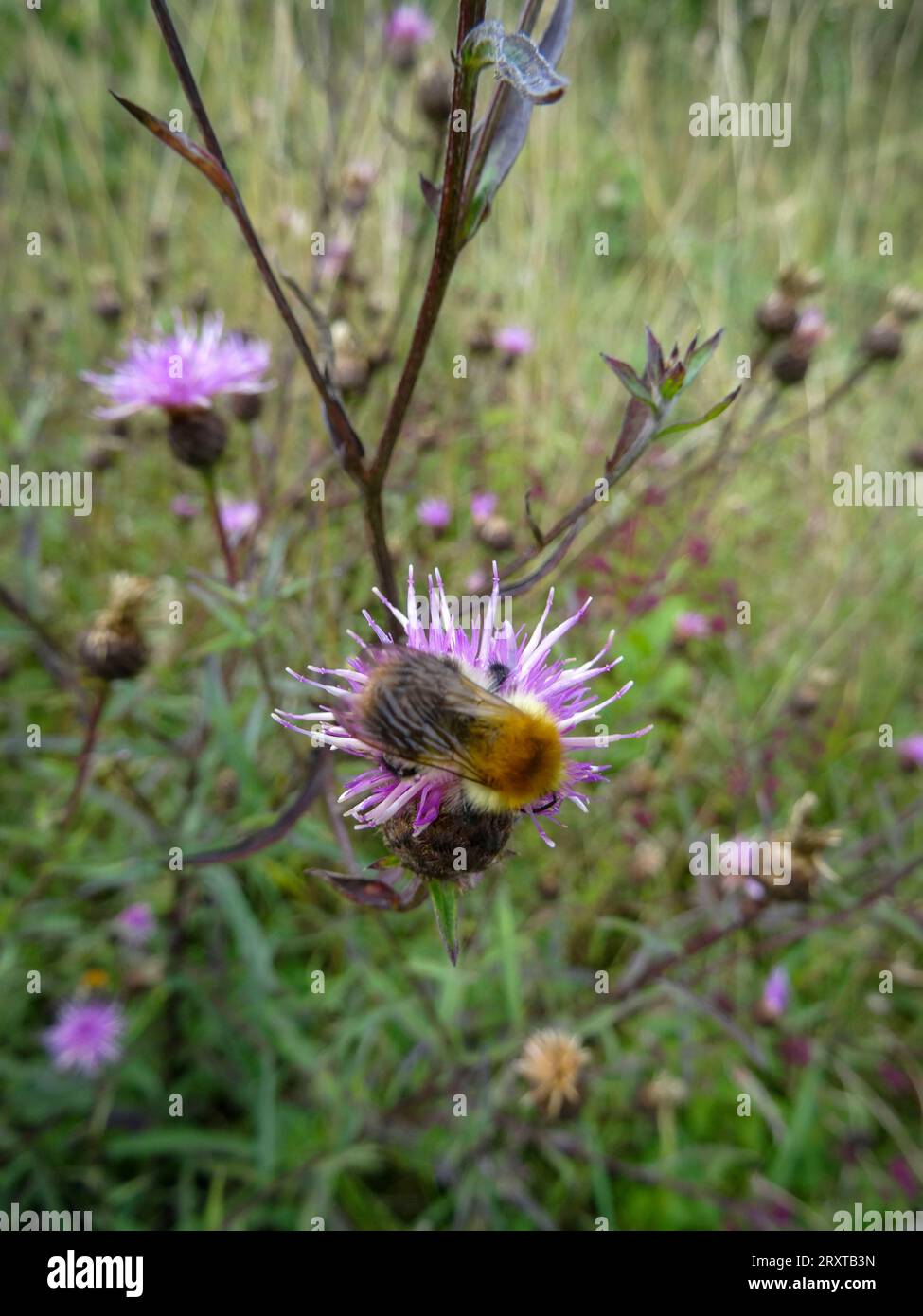 Industrious bee foraging on flowering Knapweed (i think Stock Photo - Alamy