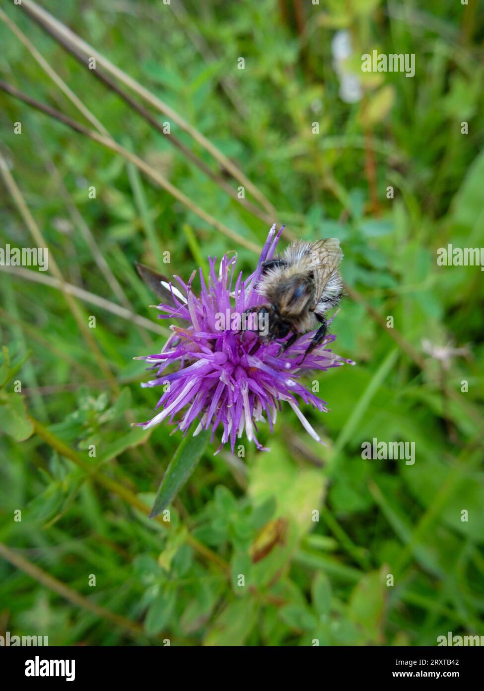 Industrious bee foraging on flowering Knapweed (i think Stock Photo - Alamy