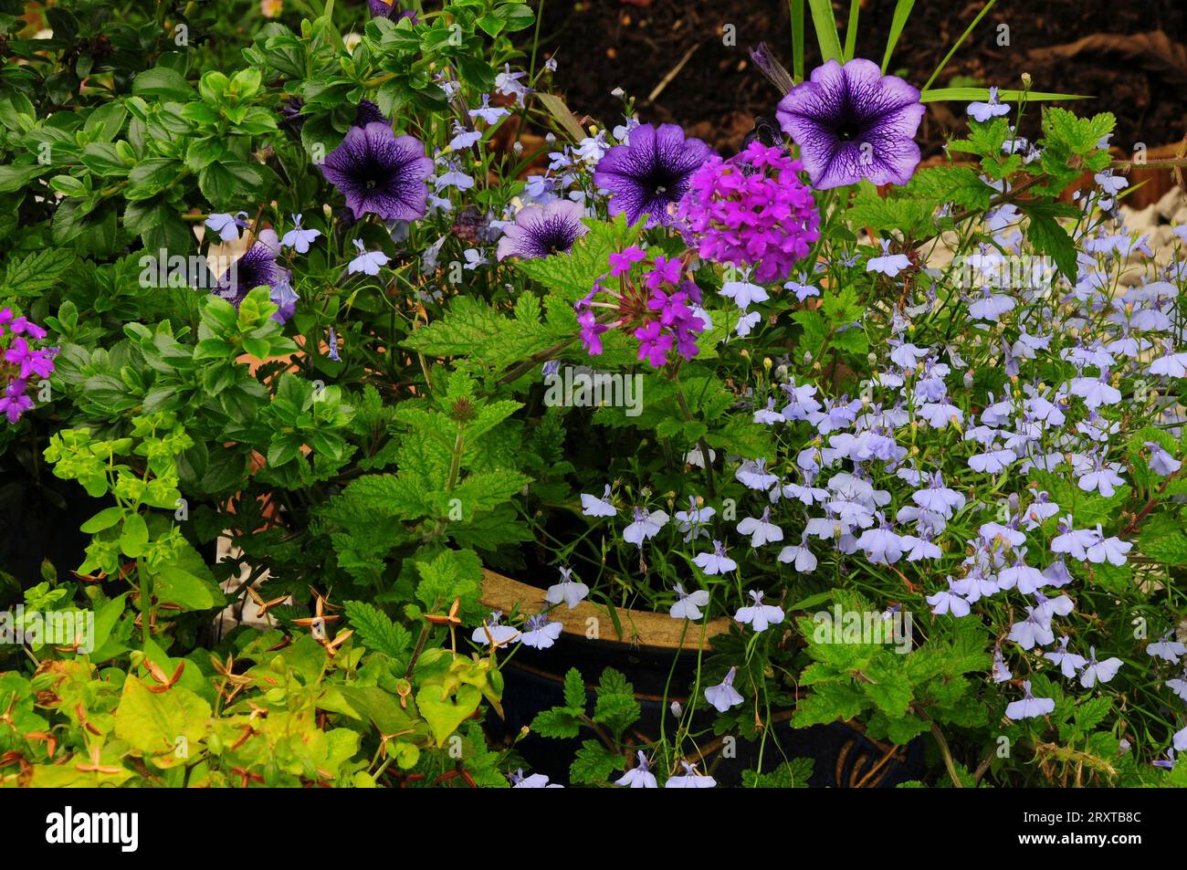 Garden flower border with annual and perennial plants Stock Photo - Alamy