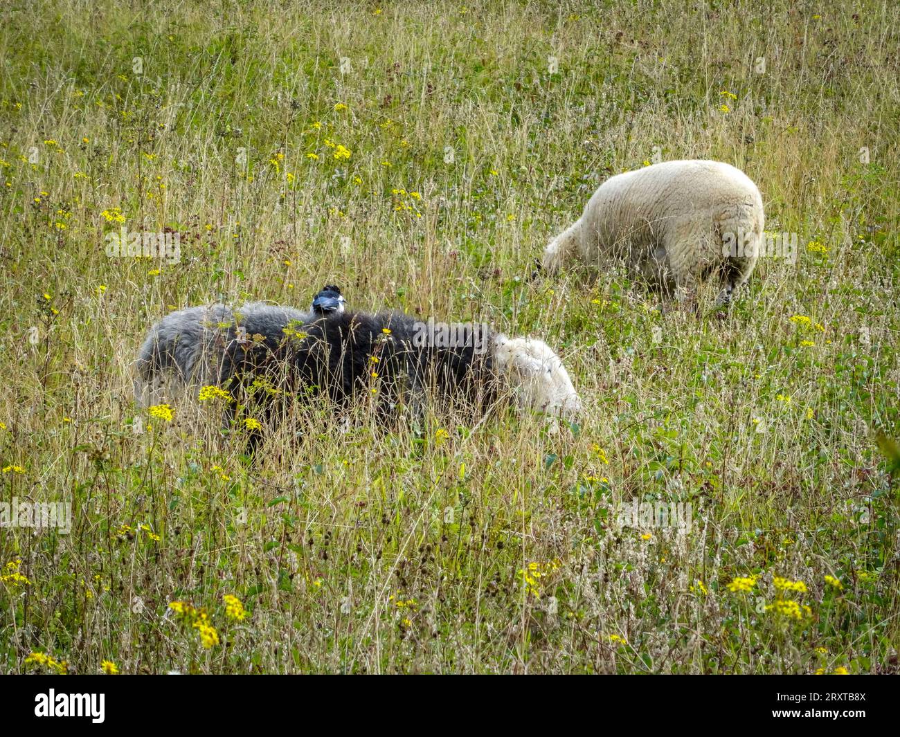 Cheeky Eurasian Magpie using beautiful Herdwick sheep as lookout and ...