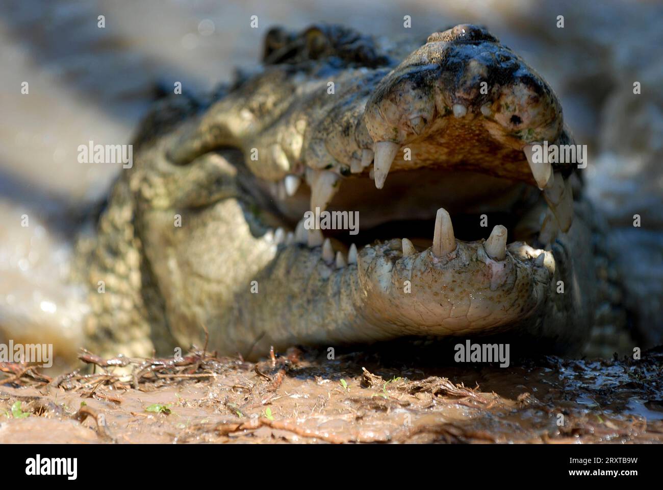 Krokodil *** Crocodile 08002304 x Stock Photo - Alamy