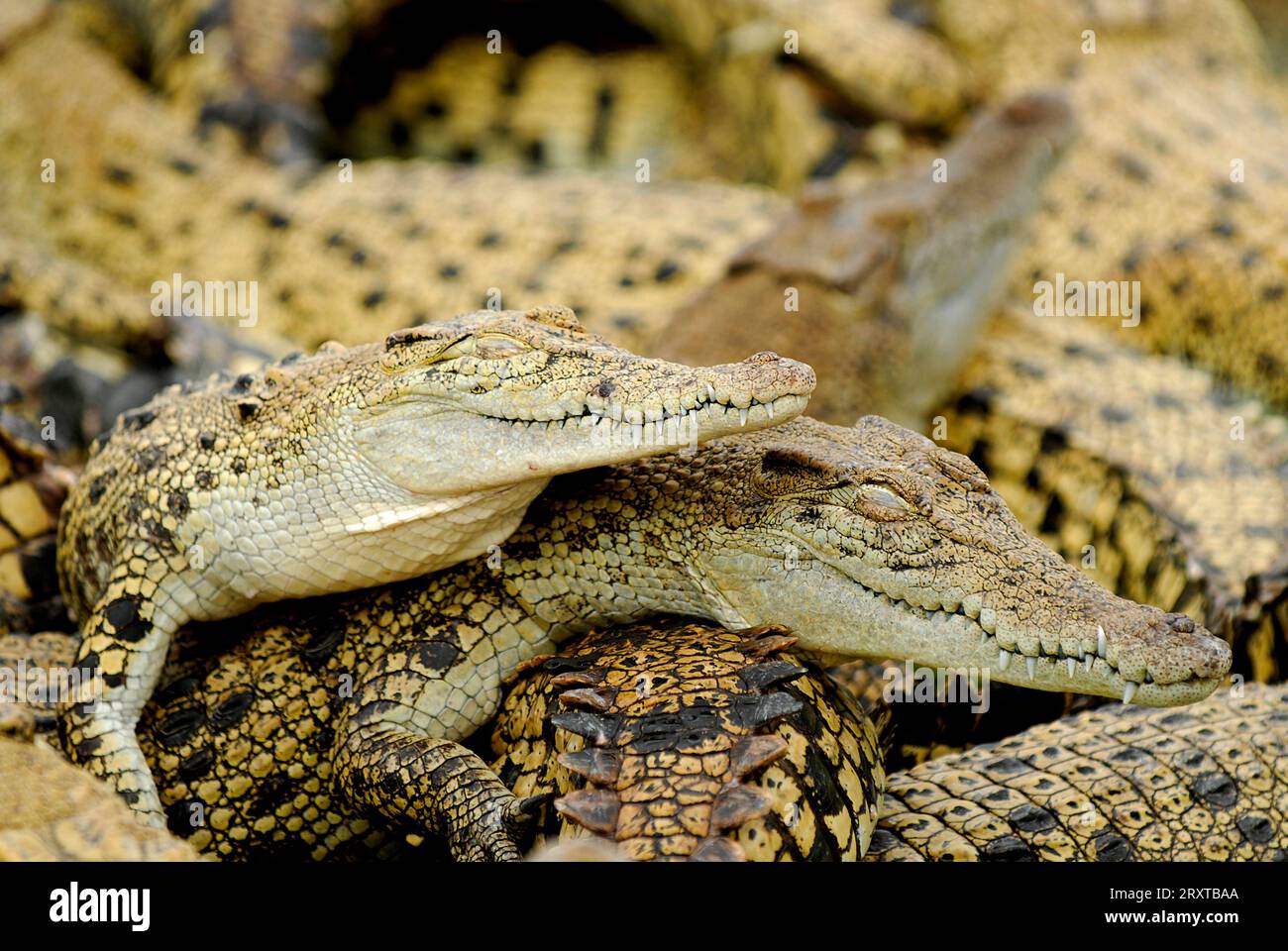 junge Krokodile *** young crocodiles 08002305 x Stock Photo - Alamy