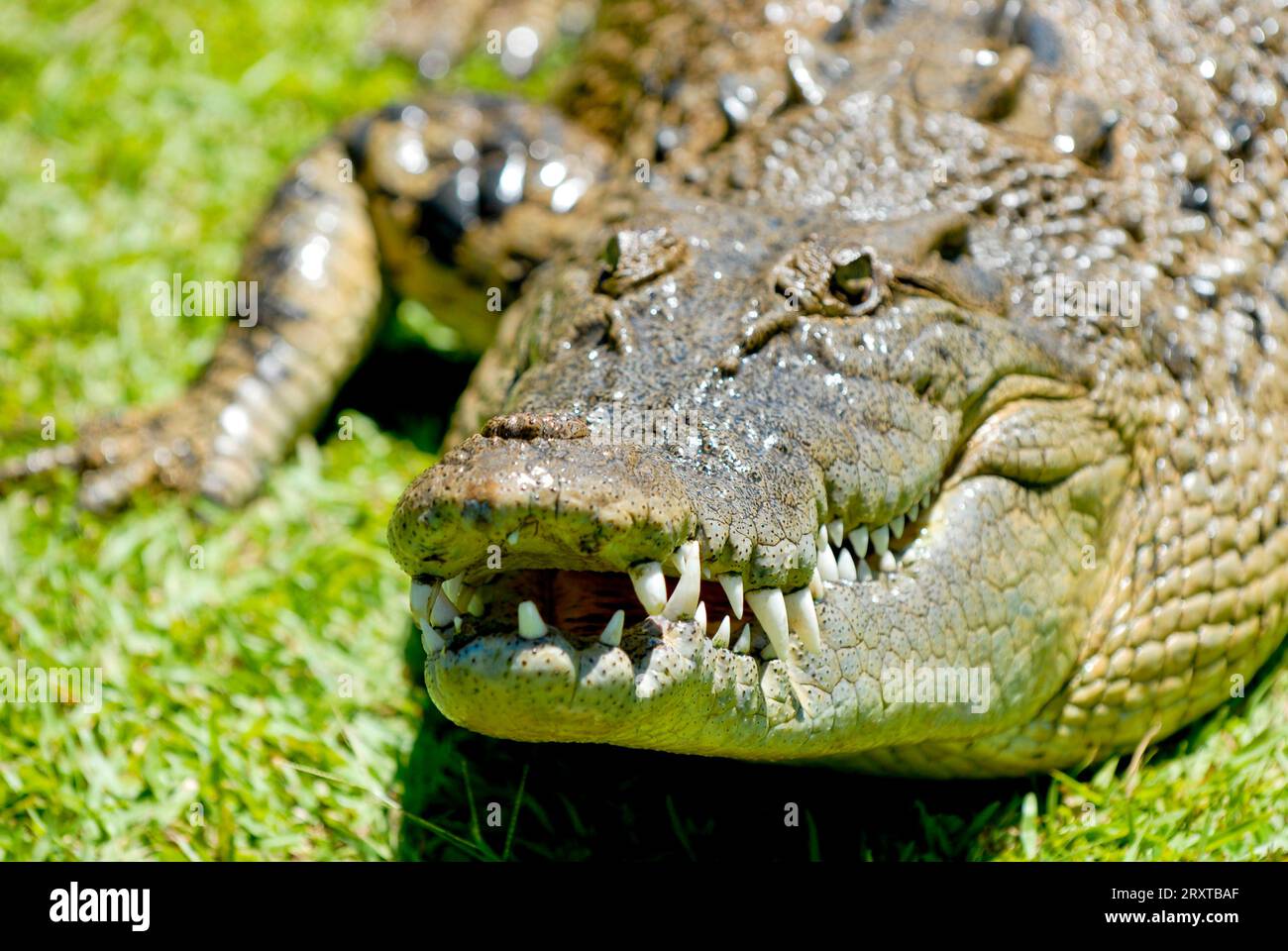 Krokodil *** Crocodile 08002307 x Stock Photo - Alamy