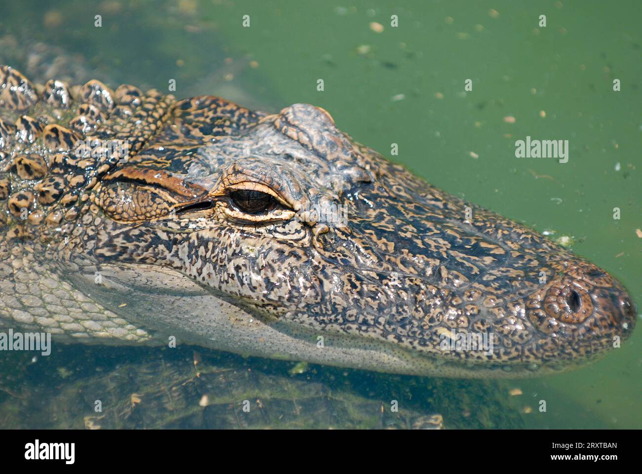 Alligator australien hi-res stock photography and images - Alamy