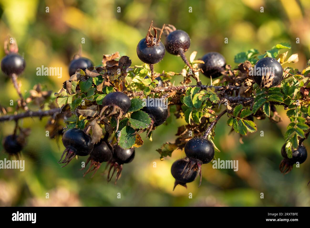 Natural close up flowering plant portrait of striking shrubs roses ...
