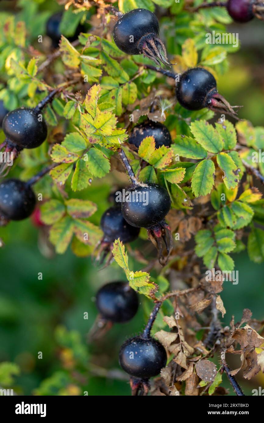 Natural close up flowering plant portrait of striking shrubs roses ...
