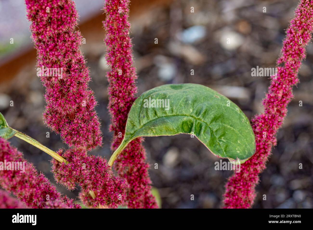Natural close up food plant portrait of Callaloo (Jamaican Spinach ...