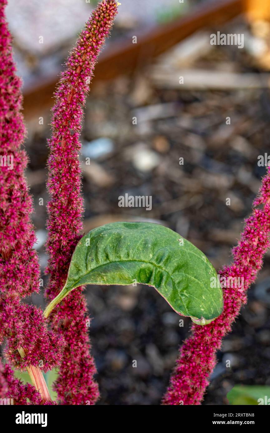 Natural close up food plant portrait of Callaloo (Jamaican Spinach ...