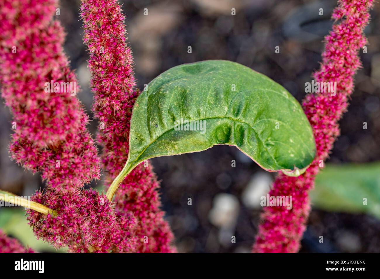 Natural close up food plant portrait of Callaloo (Jamaican Spinach ...