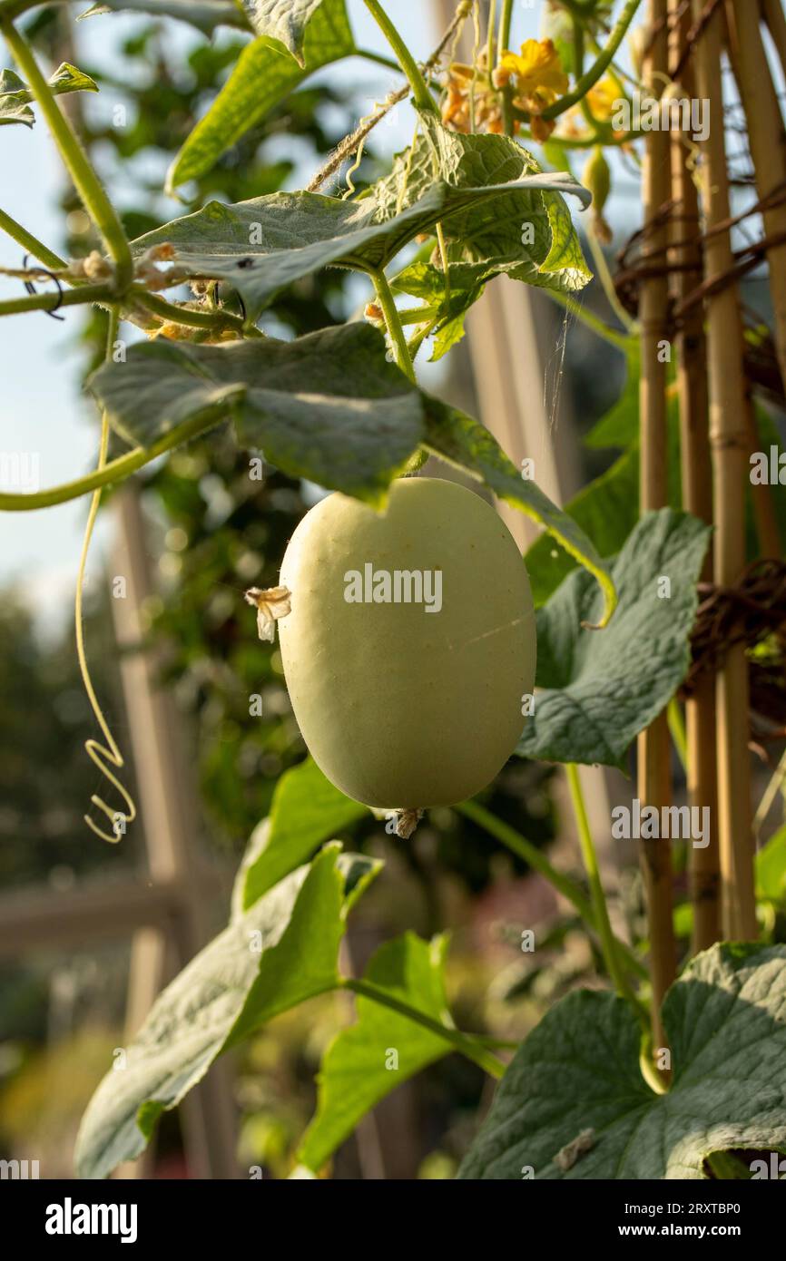 Unusual heritage garden food plant Cucumis sativus 'Crystal Apple ...