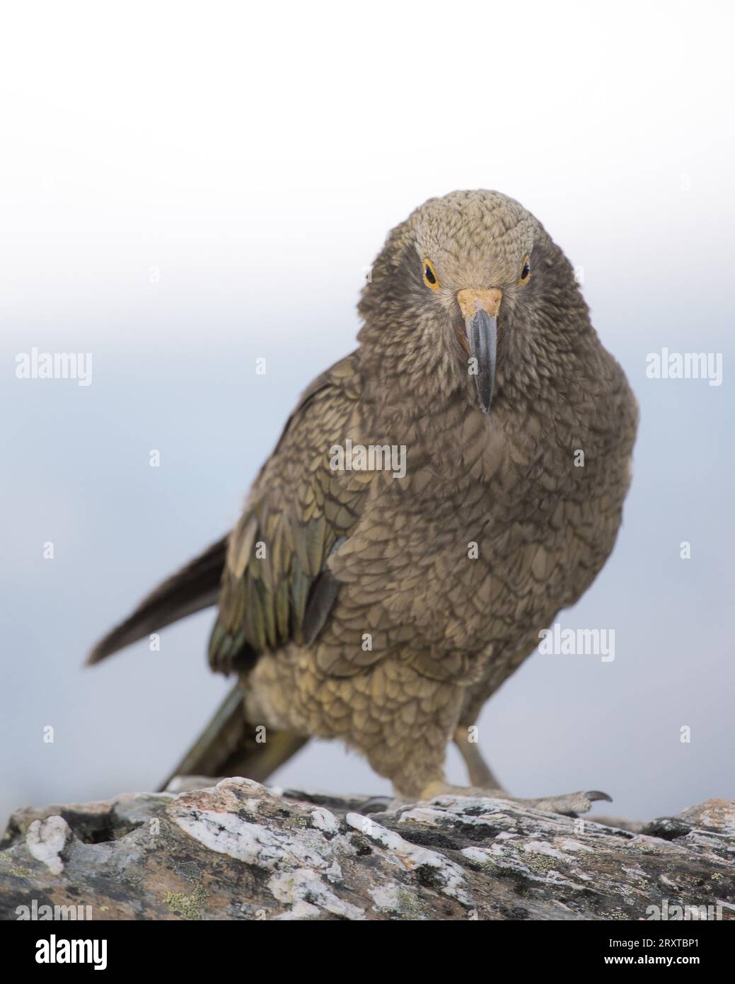 Kea bird new zealand hi-res stock photography and images - Alamy