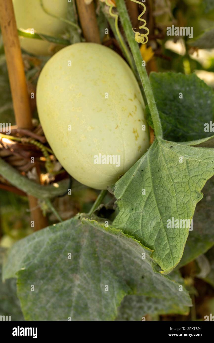 Unusual heritage garden food plant Cucumis sativus 'Crystal Apple ...