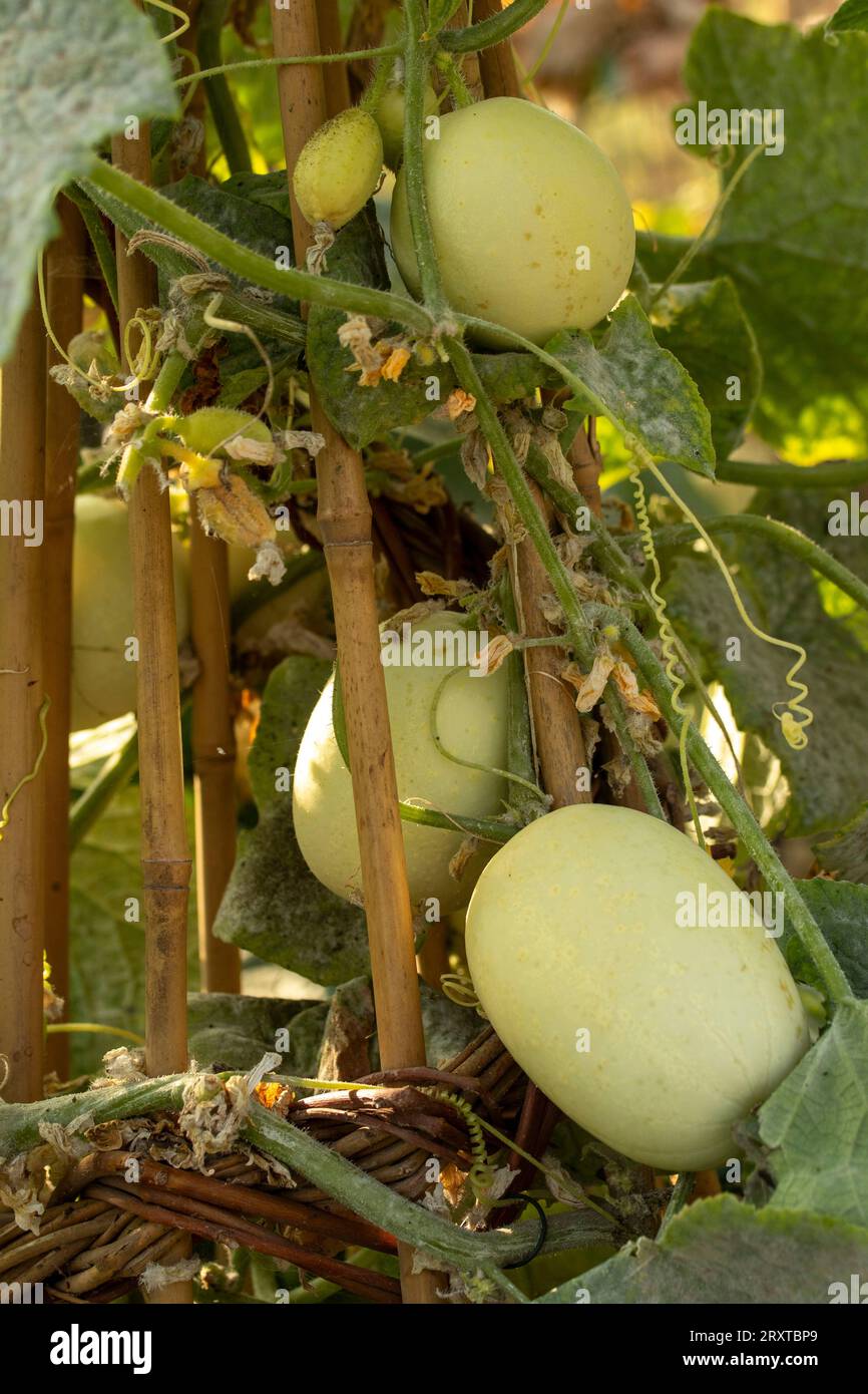 Unusual heritage garden food plant Cucumis sativus 'Crystal Apple ...