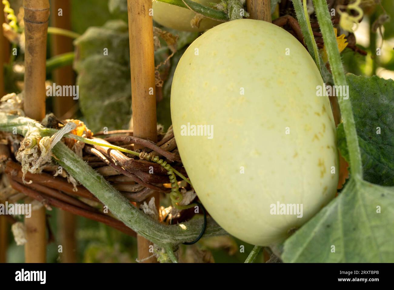 Unusual heritage garden food plant Cucumis sativus 'Crystal Apple ...