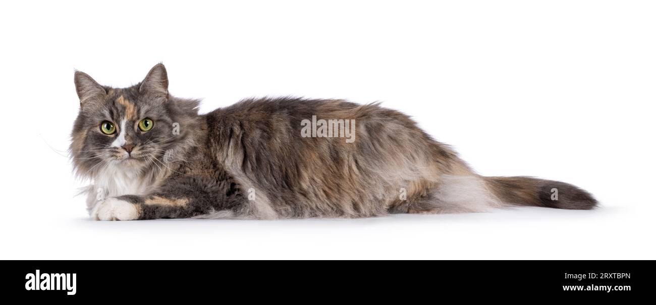 Impressive fluffy tortie cat, laying down side ways. Looking straight ...