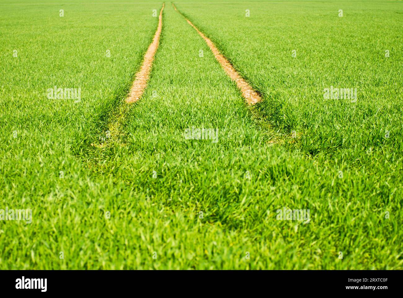 Ackerbau , BLF *** Arable farming , BLF 08003658 x Stock Photo - Alamy