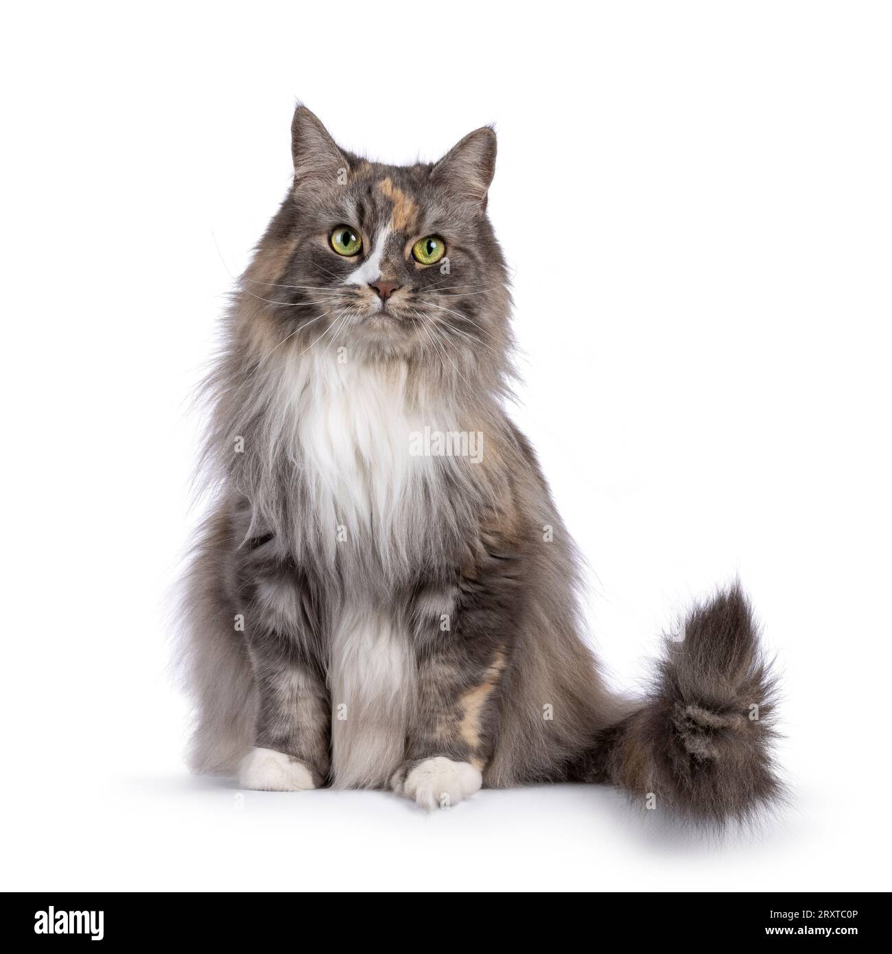 Tortie cat hi-res stock photography and images - Alamy