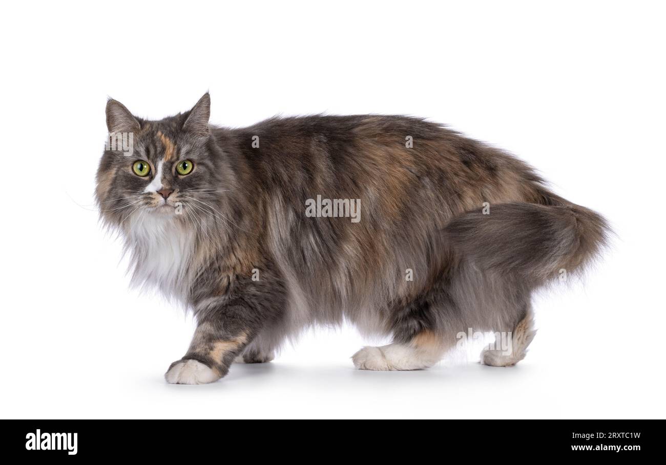 Impressive fluffy tortie cat, walking or standing side ways. Looking ...