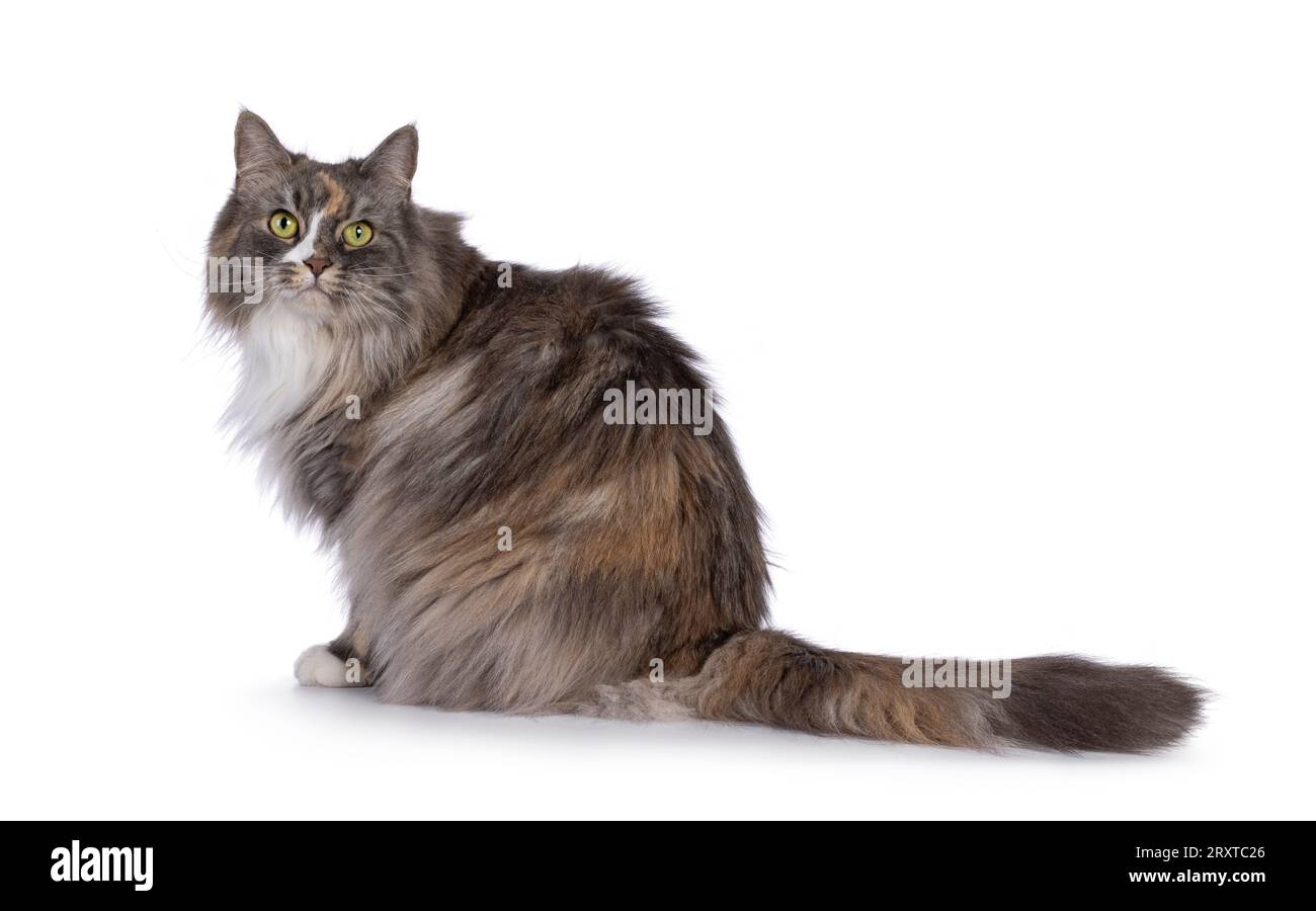 Impressive fluffy tortie cat, sitting up side ways. Looking straight to ...