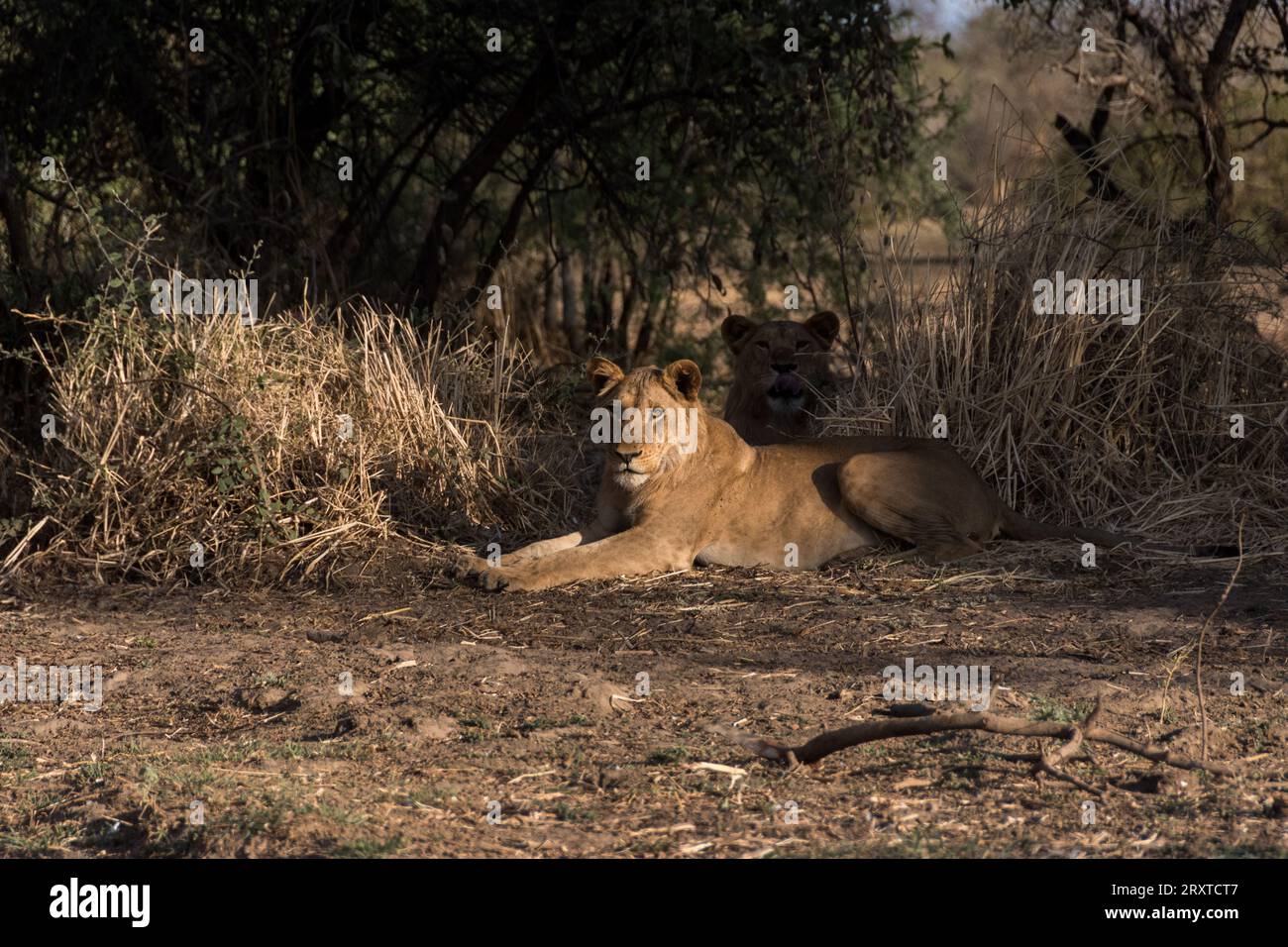 Leones de africa hi-res stock photography and images - Alamy