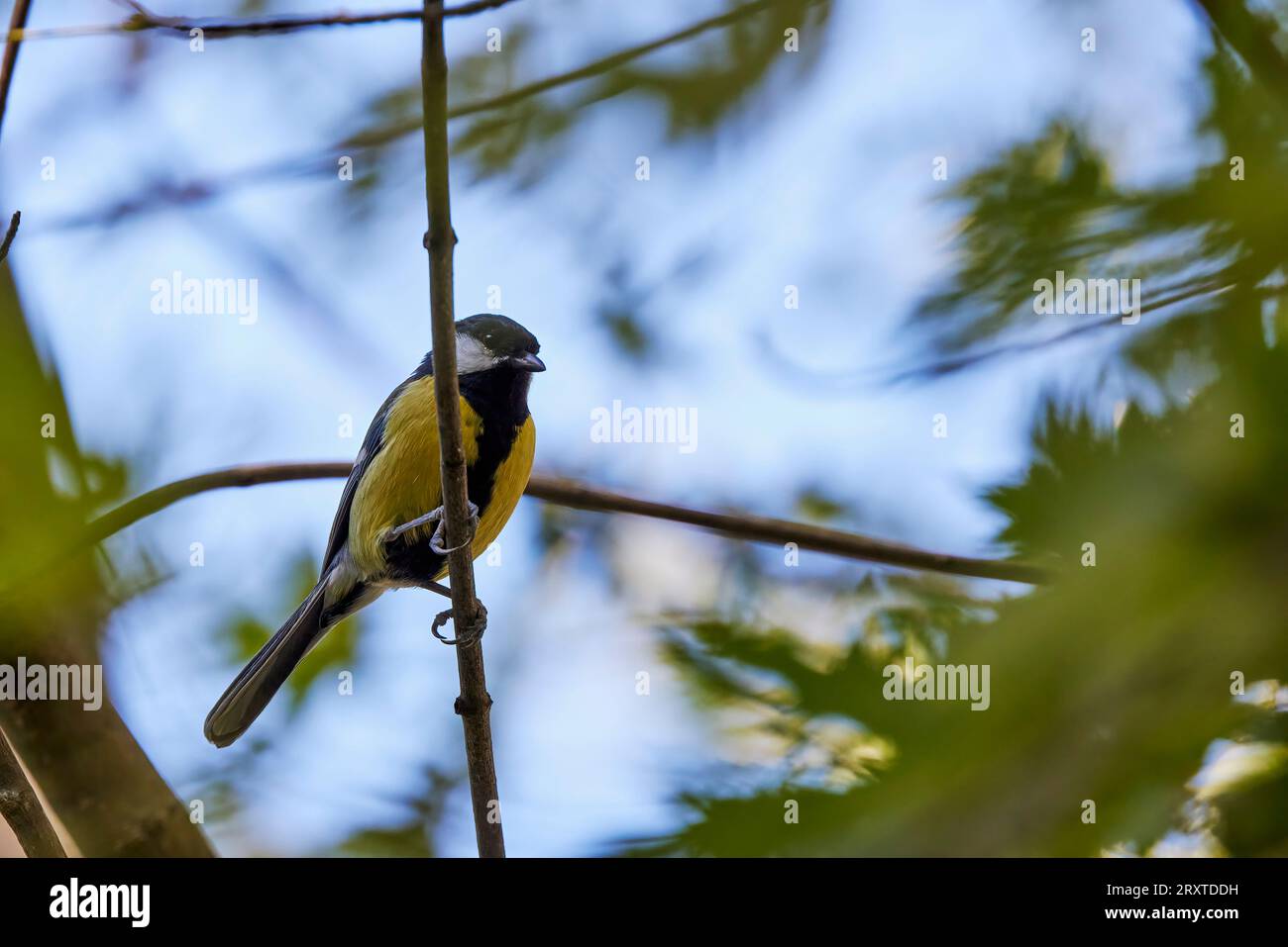 (Parus major) is a small sedentary bird of the Paridae family, widely ...
