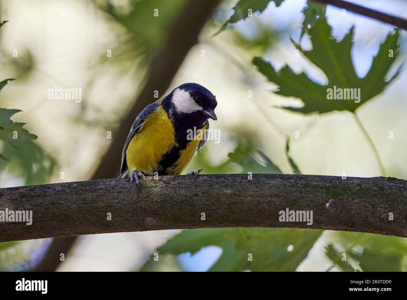 (Parus major) is a small sedentary bird of the Paridae family, widely ...