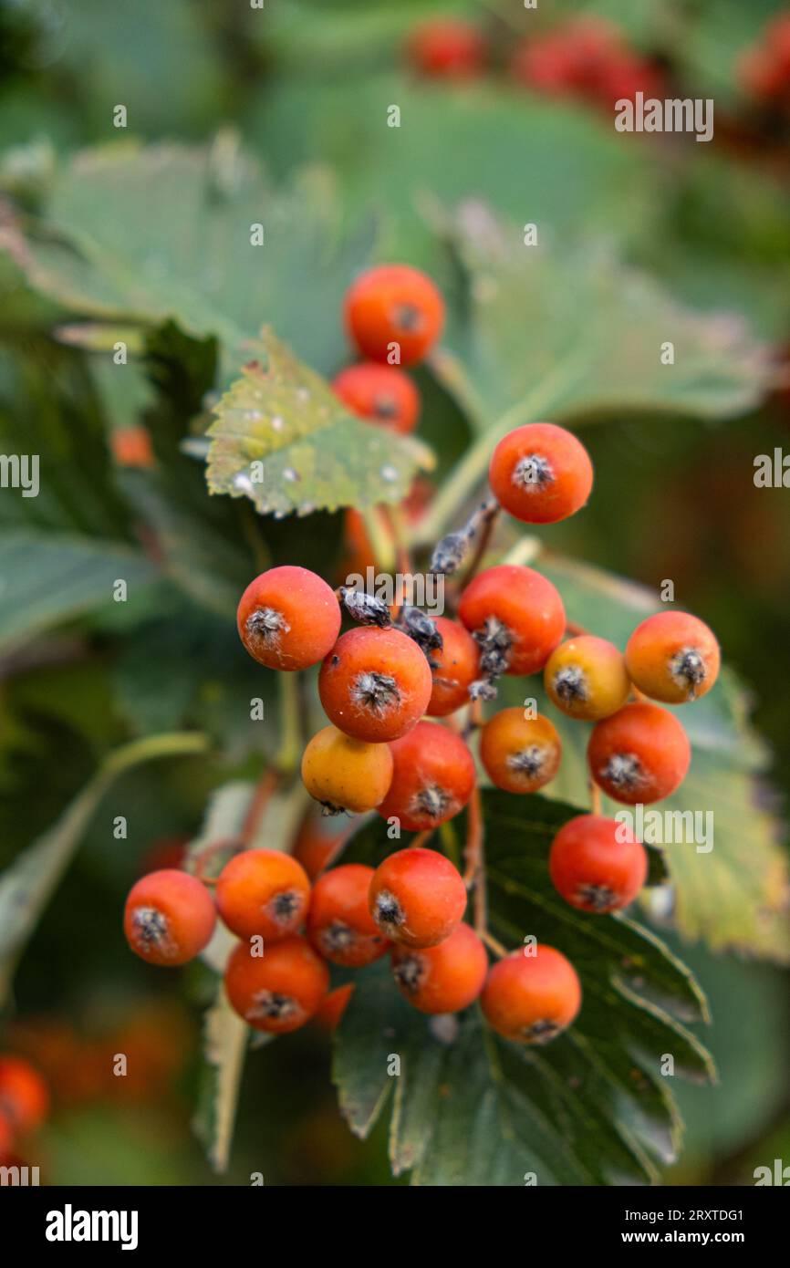 Cobwebs on rowan berries. Disease of the Scandinavian rowan tree Stock ...