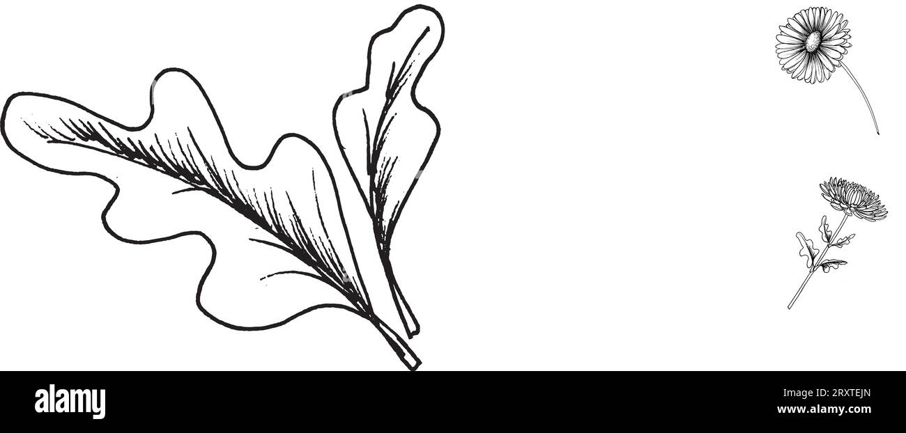 Vector black and white graphic illustration of chrysanthemum leaf, hand ...