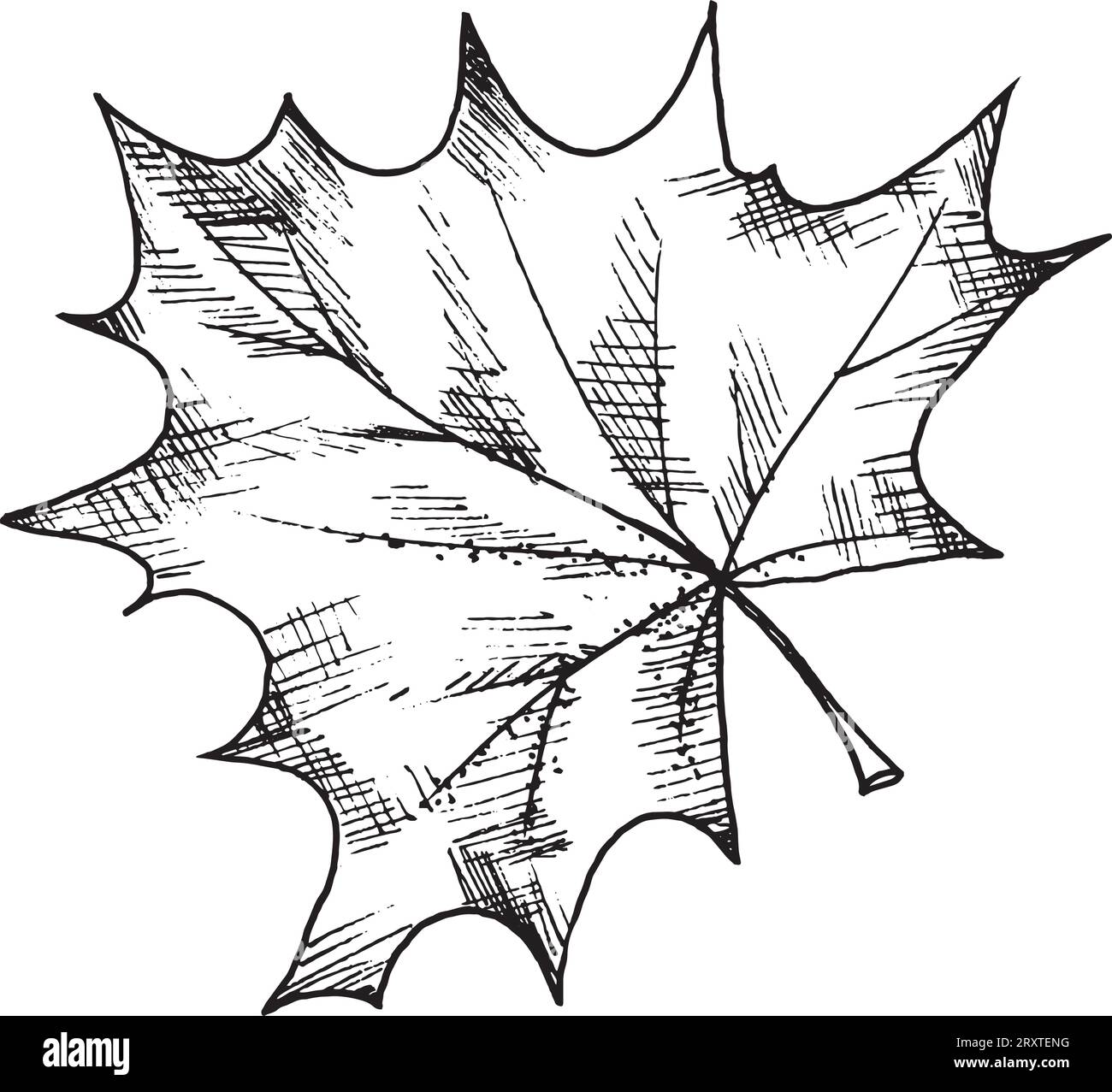 Vector black and white graphic illustration of Maple Leaf, hand drawn ...