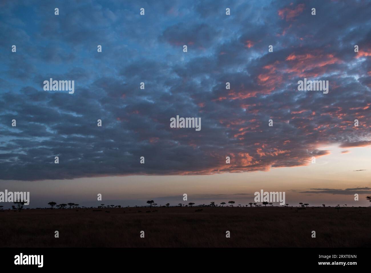 Stunning sunrise in Serengeti, Tanzania, Africa Stock Photo - Alamy