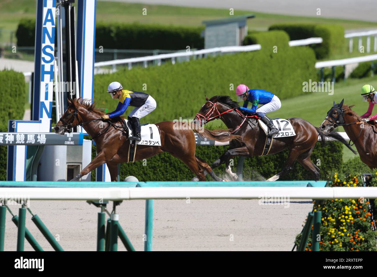 Hanshin Racecourse in Hyogo, Japan, September 24, 2023. (Photo by ...