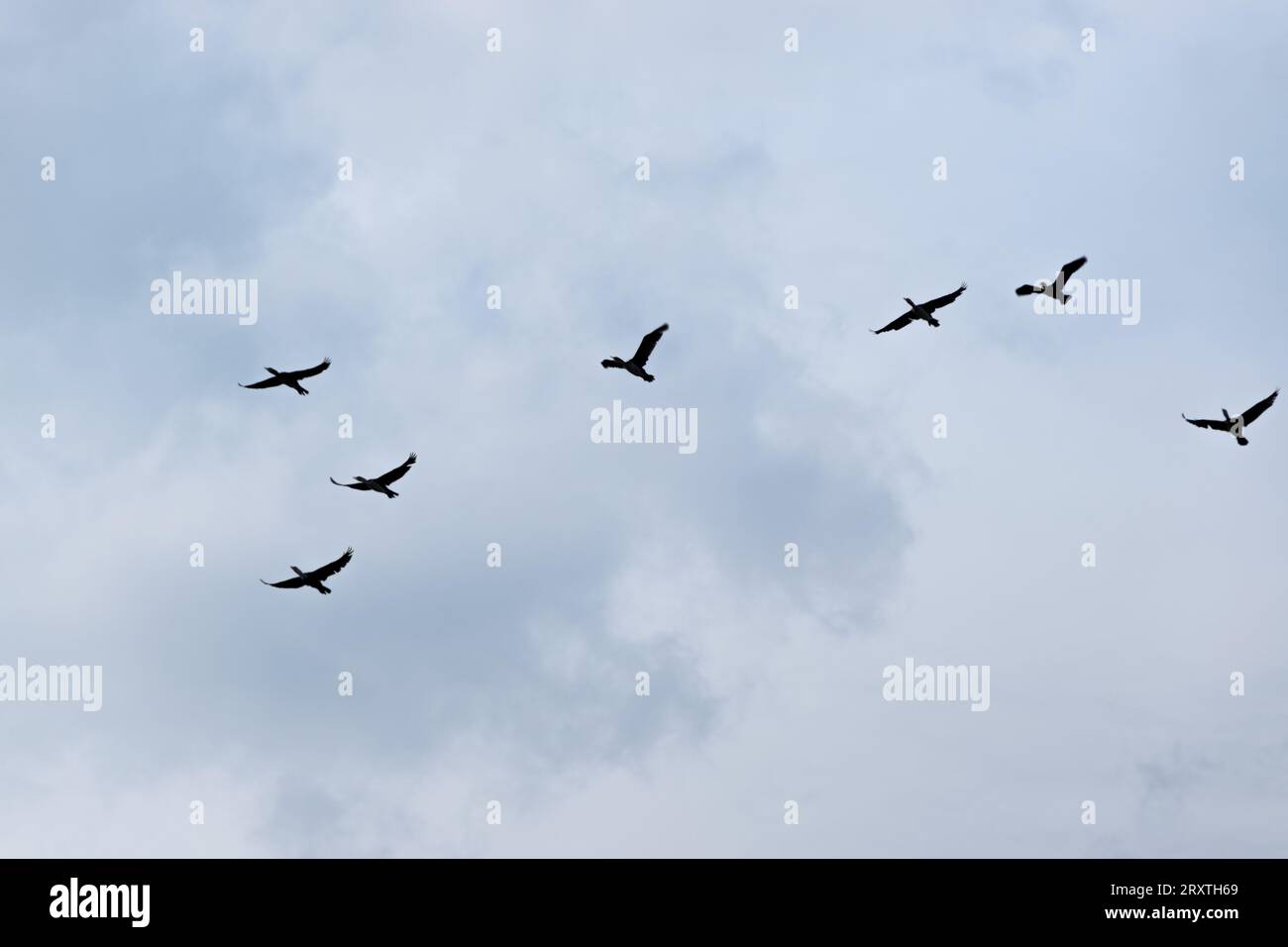 Lago volando hi-res stock photography and images - Alamy