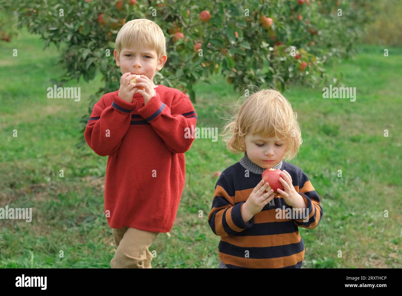 Two Young Children in the Apple Orchard before Harvesting. Small Kids ...