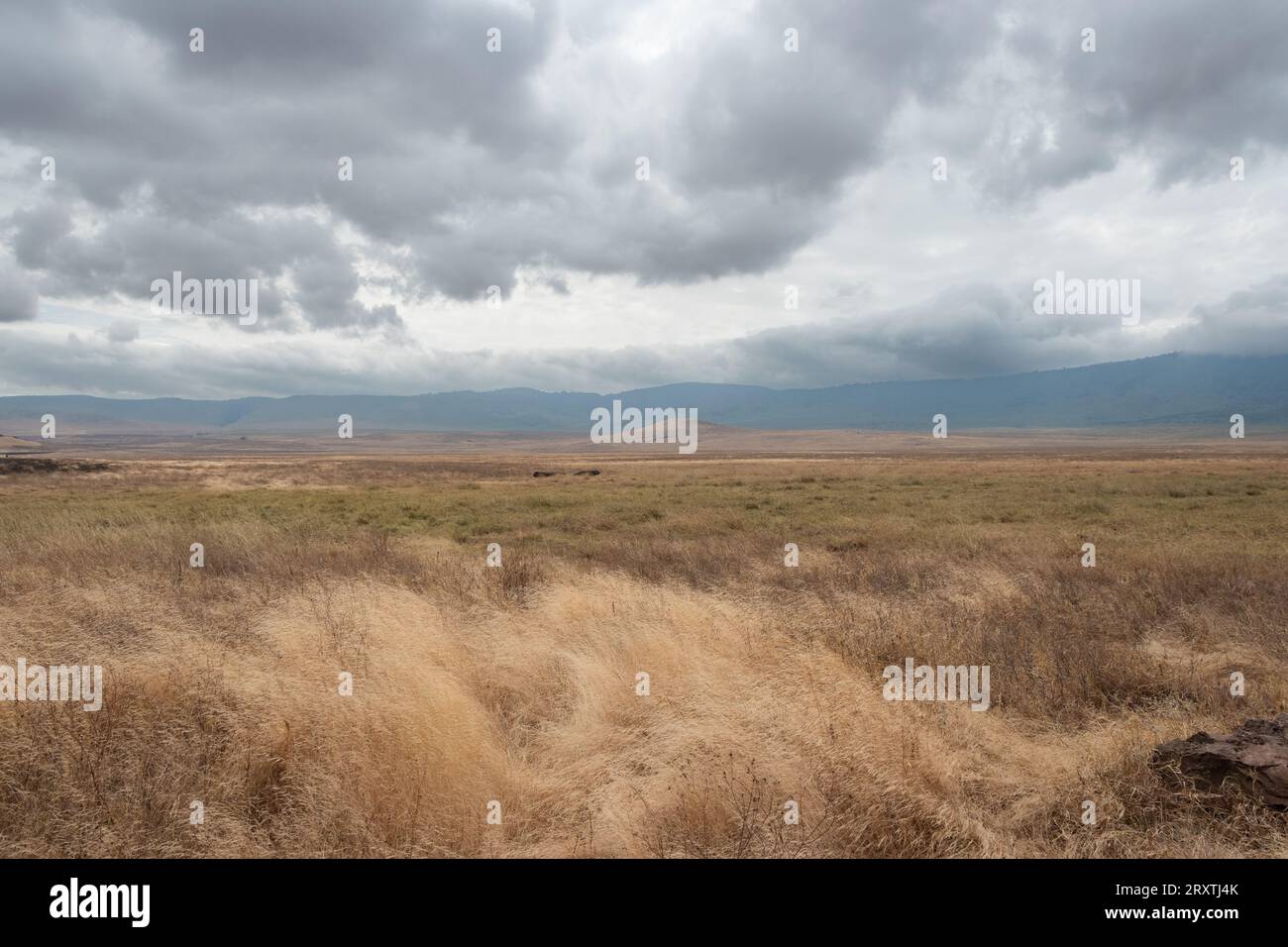 Parque nacional ngorongoro hi-res stock photography and images - Alamy