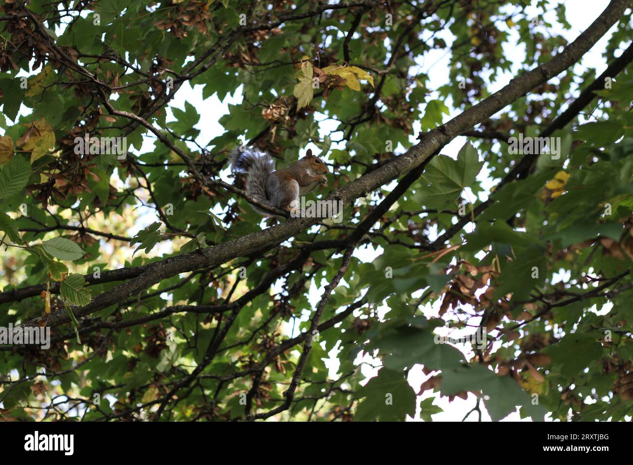 Squirrel in tree in a London park in Autumn Stock Photo - Alamy
