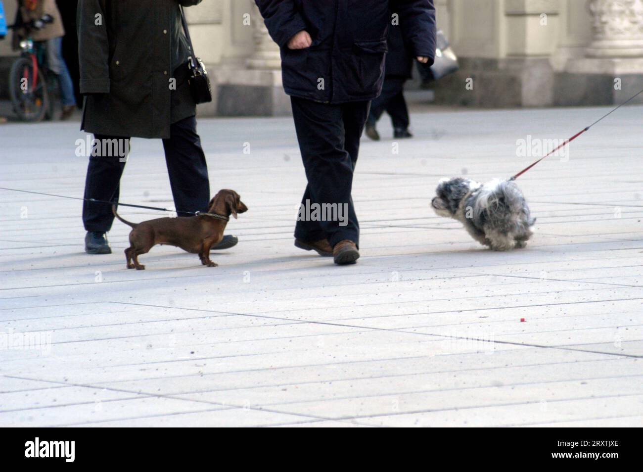 playing dogs feel good in their environment playing dogs feeling free ...