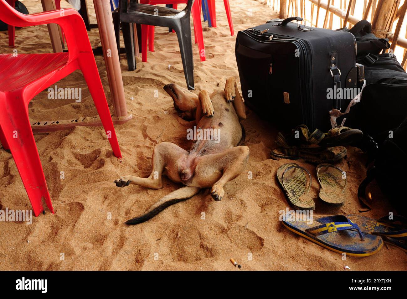 playing dogs feel good in their environment playing dogs feeling free ...